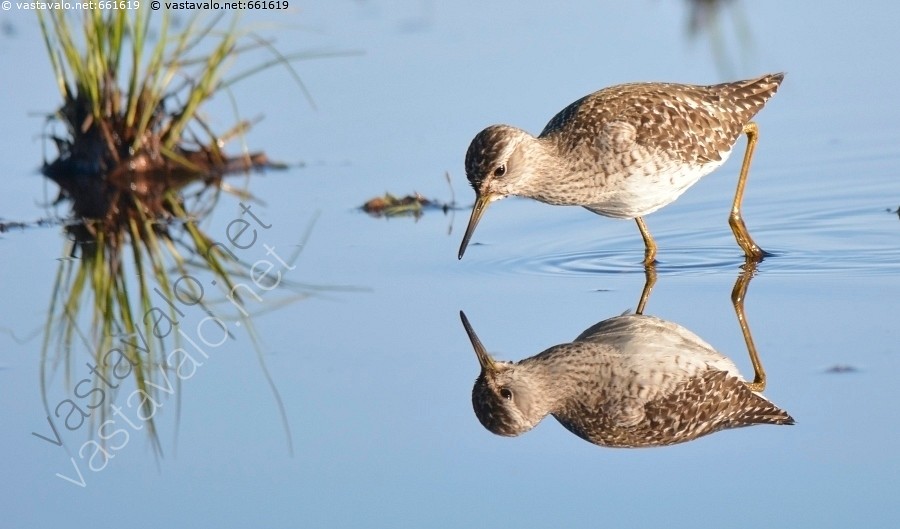 Kuva: Liro - Tringa glareola kahlaajat rantalinnut linnut viklot kurpat ...