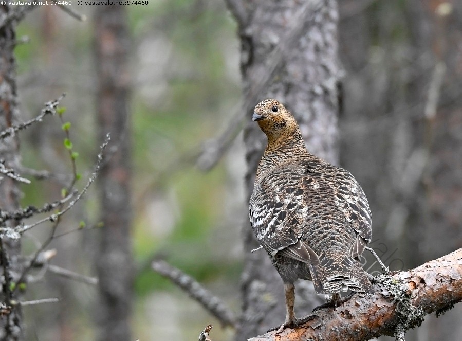 Kuva: Teeri - Lyrurus tetrix teeri teeret aitokanat metsäkanat lintu ...
