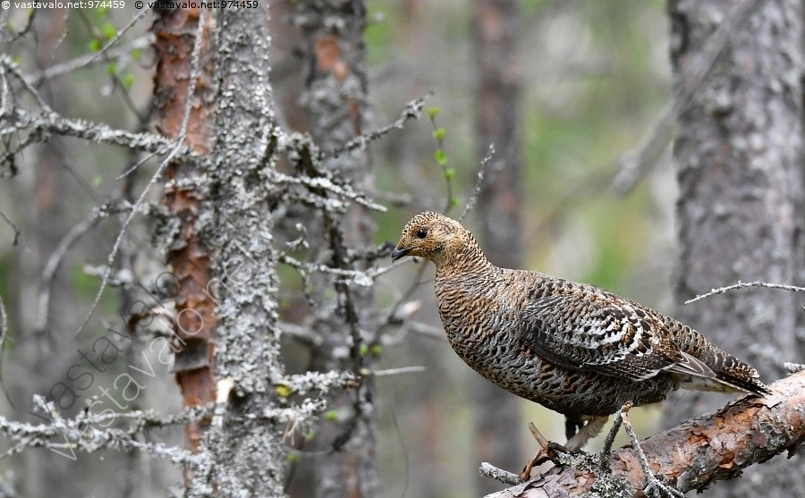 Kuva: Teeri - Lyrurus tetrix teeri teeret aitokanat metsäkanat lintu ...