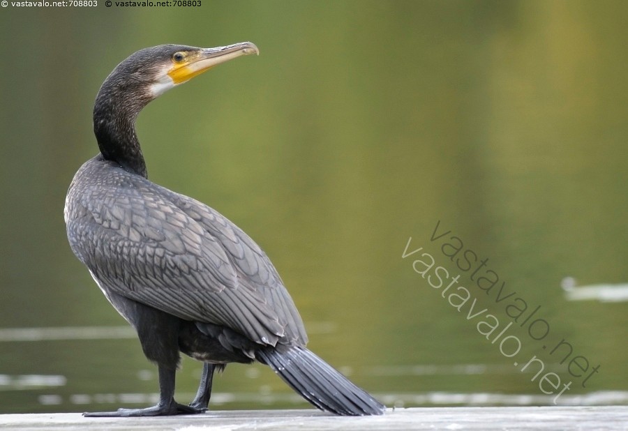 Kuva: Merimetso - Phalacrocorax carbo vesilintu lintu kalansyöjä ...