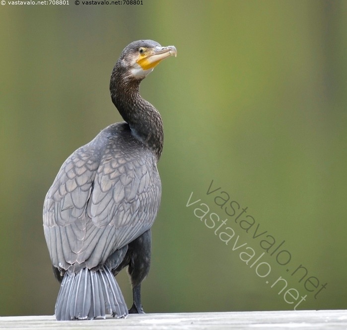 Kuva: Merimetso - Phalacrocorax carbo vesilintu lintu kalansyöjä ...