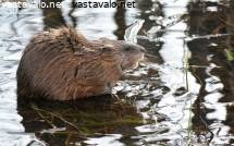 Kuva: Piisami - piisami Ondatra zibethicus vesirotta jyrsijä myyrälaji ...