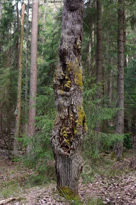 Kuva: Haavan vauriot - metsä puu lehtipuu haapa Populus tremula runko ...
