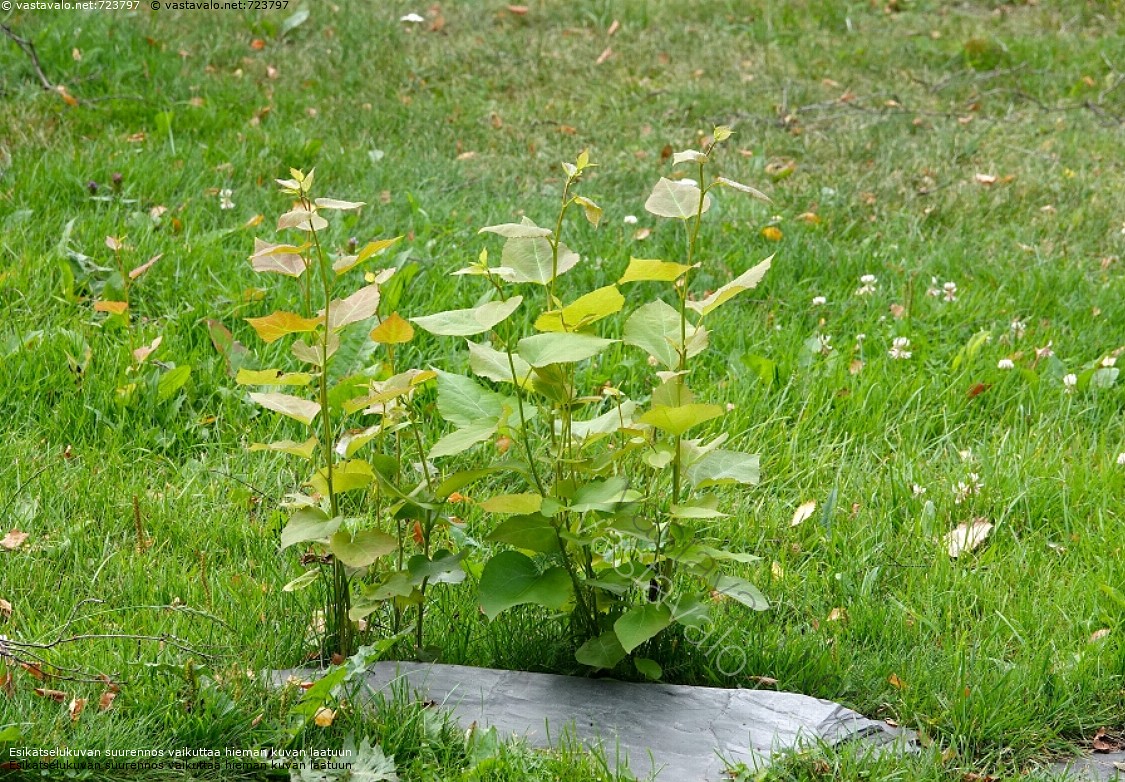 Kuva: Haapa leviää - puu lehtipuu haapa luonto vesa taimi varsi lehti ...