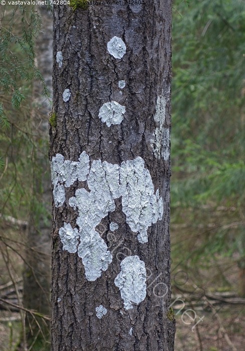 Kuva: Läiskäjäkälä - luonto puu lehtipuu haapa Populus tremula runko ...
