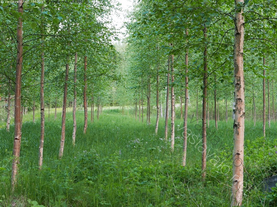 Kuva: Koivikko - koivu rauduskoivu nuori Betula pendula puu lehtipuu ...