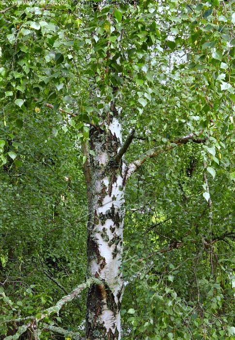 Kuva: Koivun värejä - puu lehtipuu koivu koivikko rauduskoivu Betula ...
