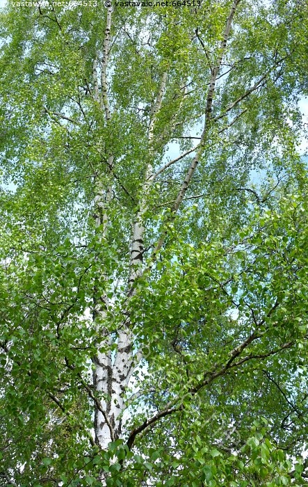 Kuva: Koivu keväällä - koivu rauduskoivu Betula pendula lehtipuu lehti ...