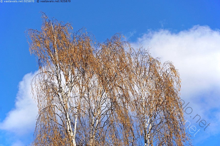 Kuva: Kukkiva koivu - lehtipuu lehdetön koivu rauduskoivu Petula ...