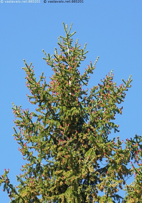 Kuva: Kukkiva kuusi - kuusi metsäkuusi Picea abies puu havupuu kukkia ...