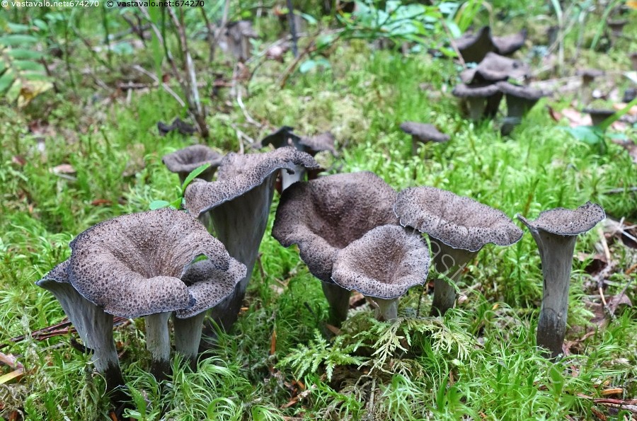 Kuva: Mustatorvisienet - metsä luonto sieni itiöemä mustatorvisieni ...
