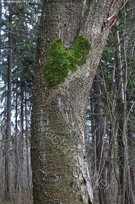 Kuva: Sammalsydän - puu lehtipuu haapa Populus tremula runko kuori ...