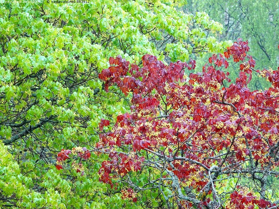 Kuva: Kaksi vaahteraa - vaahtera vihreälehtinen kukkiva kukkiminen ...