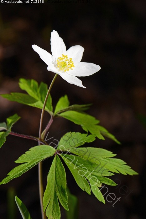 Kuva: Valkovuokko - vuokko valkovuokko Anemone nemorosa kasvi kevät ...