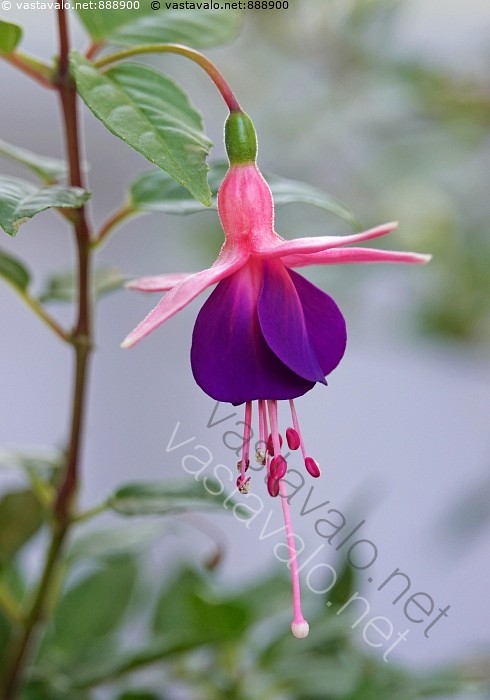 Kuva: Verenpisara - kukkiva kukka terälehti hede emi verenpisara ...