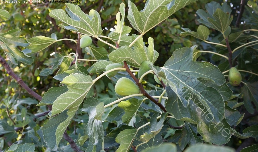 Kuva: Viikunapuun oksa - Ficus carica aitoviikuna viikuna viikunat ...