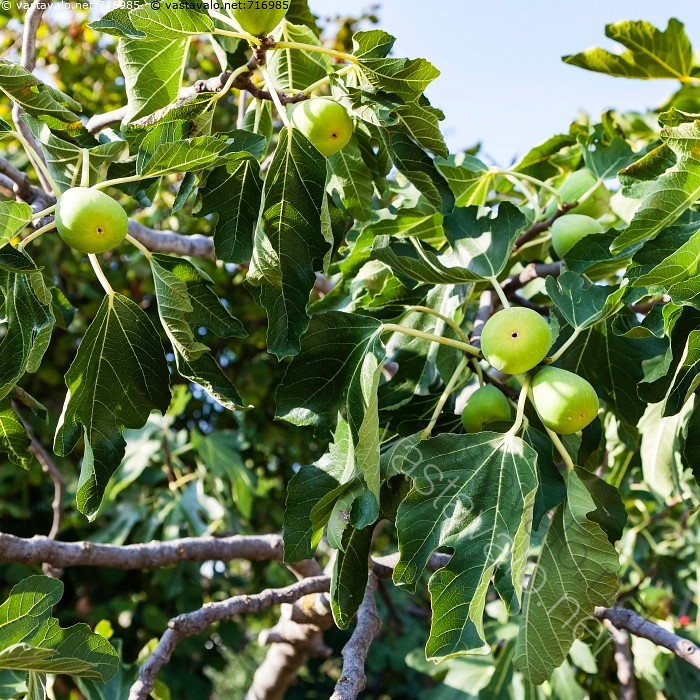 Kuva: Viikunapuun kasvustoa - Ficus carica aitoviikuna viikuna viikunat ...