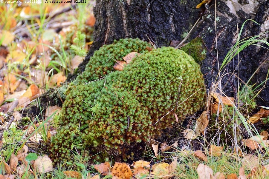 Kuva: Muhku - sammal koivu juuri lehdet syksy vihreä heinä pehmeä Lemi ...