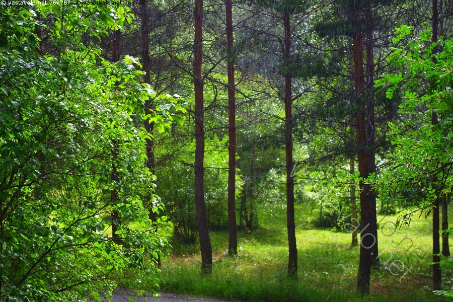 Kuva: Rankka kesäsade - sade vesisade rankkasade kaatosade sataa ...