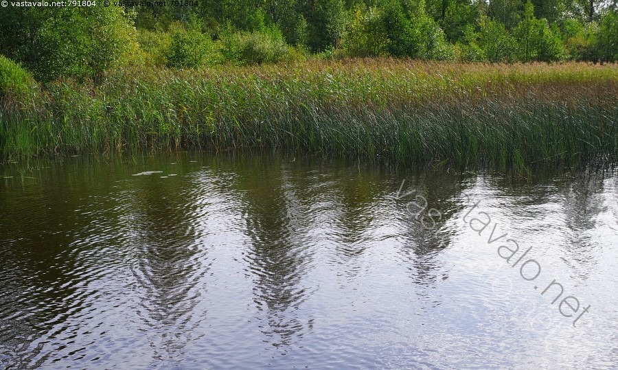 Kuva: Kaislikko ja ruovikko - Hahmajärvi vesikasvit kaisla kaislat ...