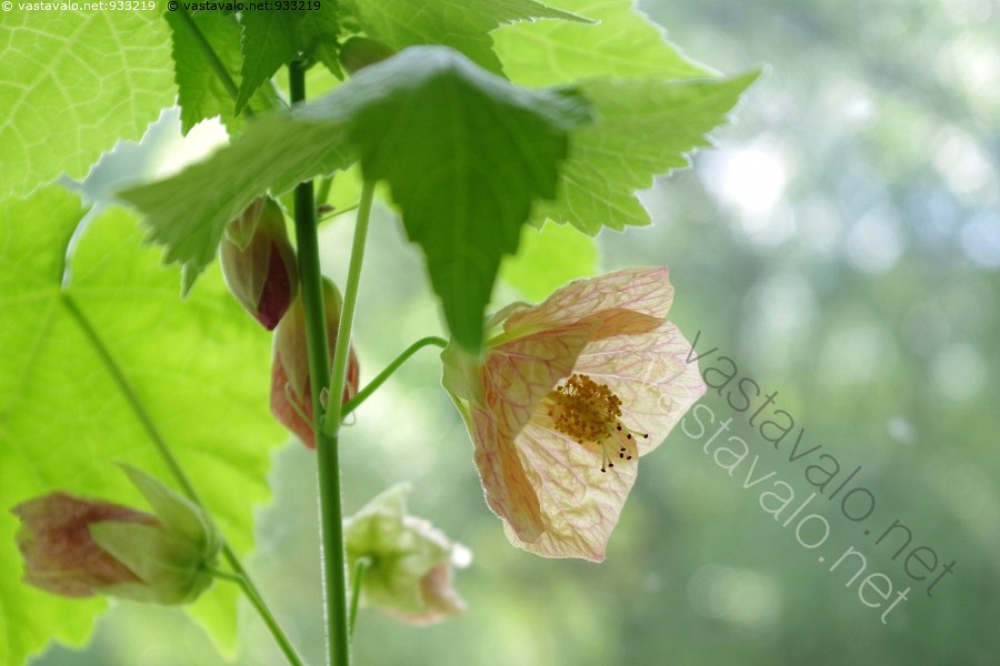 Kuva: Vaahtera-aulio tämäkin - vaahtera-aulio Abutilon x hybridum ...