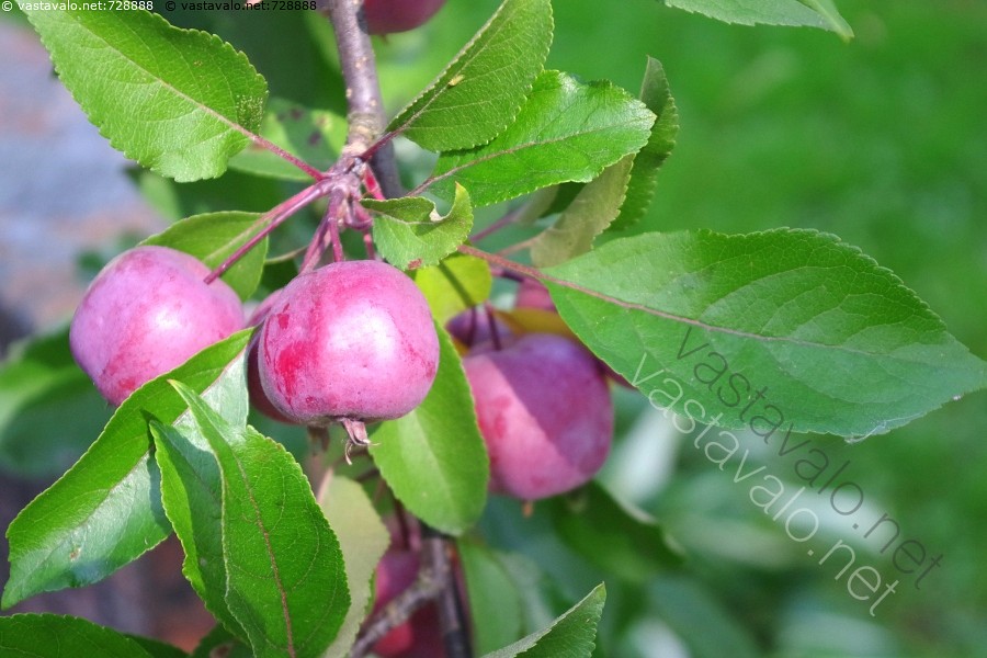 Kuva: Hautakiven äärellä - koristeomenapuu purppuraomenapuu omenapuu ...