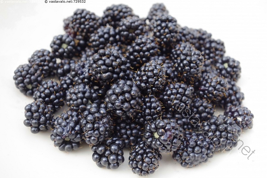 Kuva: Mehukkaat poimitut - karhunvatukka Rubus fruticosus vatukka musta ...