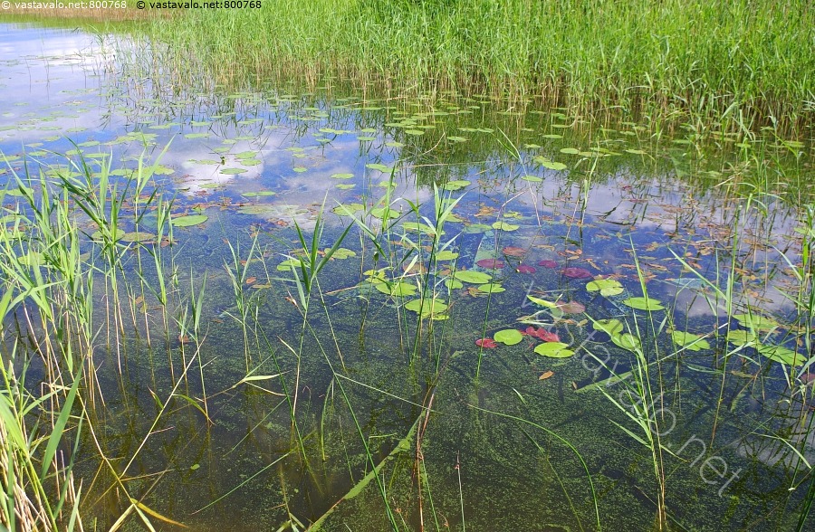 Kuva: Vesijärven vesikasveja - Vesijärvi Vesijärven Kirkonlahti järvi ...
