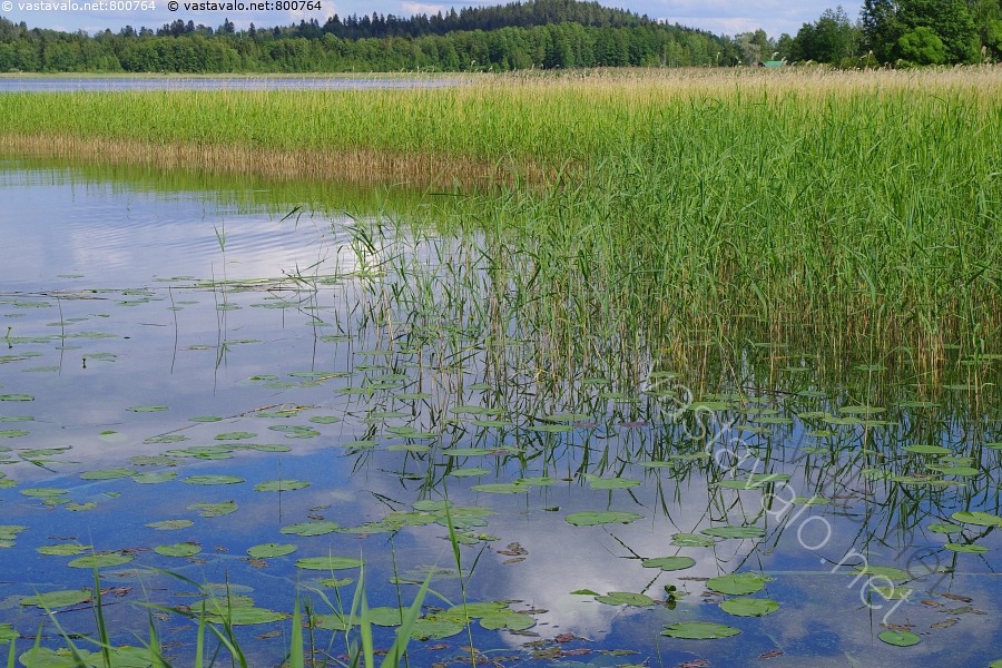 Kuva: Vesijärven Kirkonlahden kasvillisuutta - Vesijärvi Kirkonlahti ...