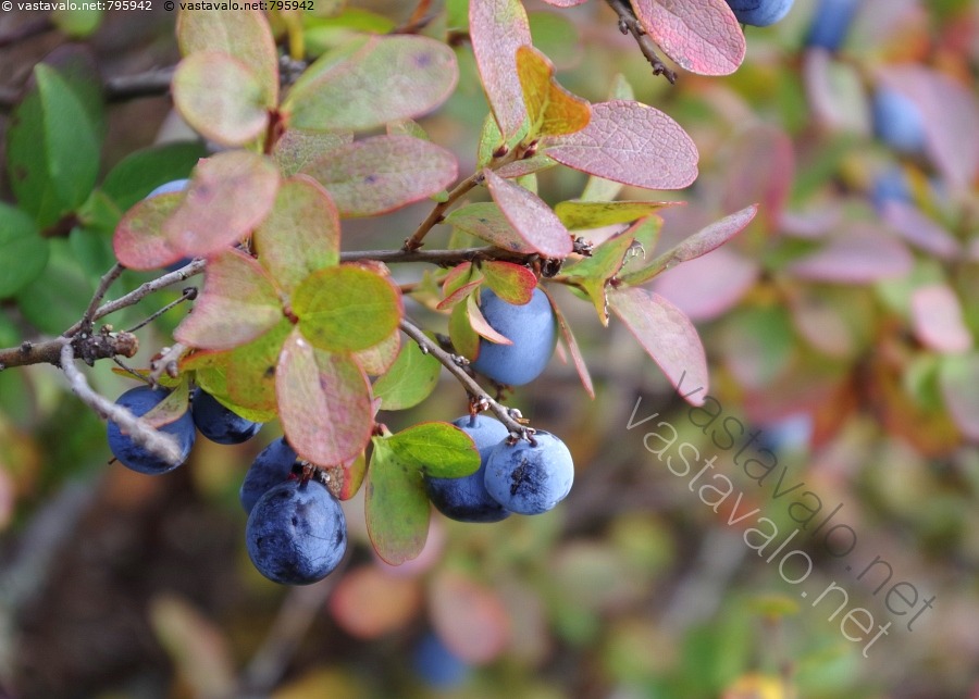 Kuva: Syksyinen juolukka - juolukka Vaccinium uliginosum siniset ...