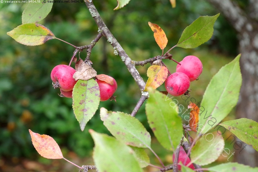 Kuva: Mustilan pieniä omenoita - omenapuu koristeomenapuu Malus pieni ...
