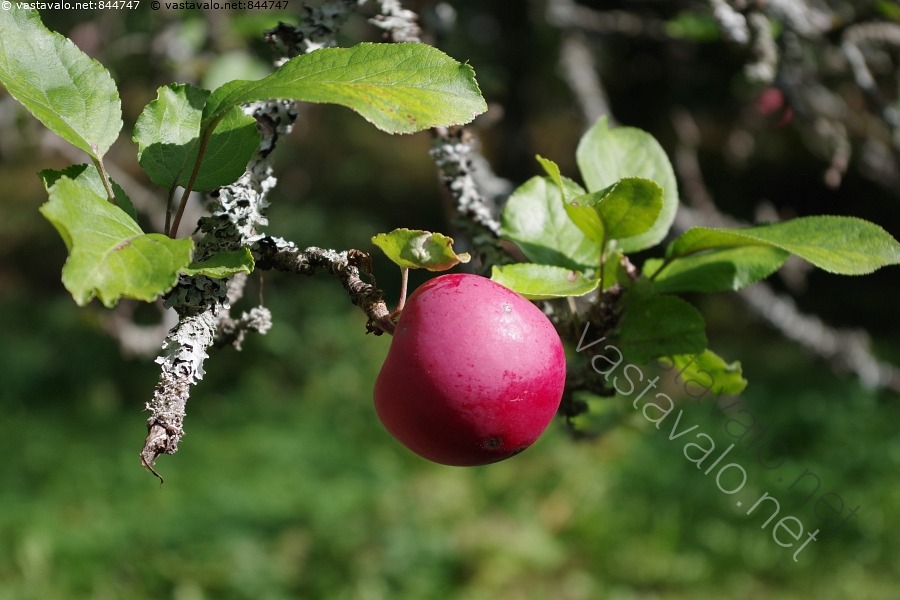 Kuva: Pieni punainen omena - villi omenapuu vanha tarhaomenapuu Malus ...