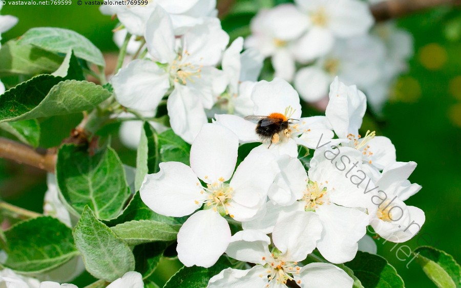 Kuva: Kimalainen omenapuun kukassa - kesä puutarha kimalainen siitepöly ...