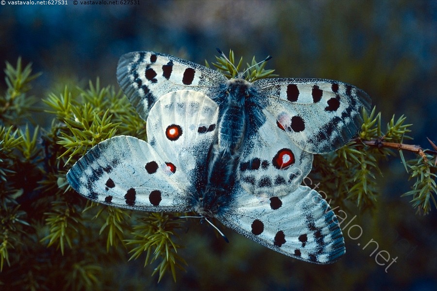 Kuva: Parittelevat apollot - isoapollo Parnassius apollo kataja suuri ...