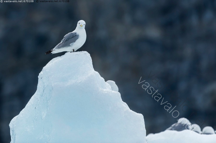 Kuva: Pikkukajava jäätiköllä - Huippuvuoret Spitsbergen jää jäätikkö ...