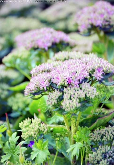 Kuva: Maksaruohon kukinto - punertava lila maksaruoho Sedum ...