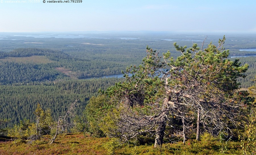 Kuva: Pienet männyt vaaran päällä - Valtavaara vaara tunturi tunturit ...