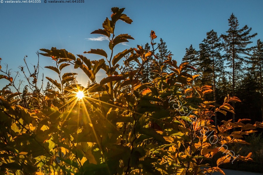 Kuva: Syksyn värit - syksy auringonlasku värikäs aronia metsä säteet ...