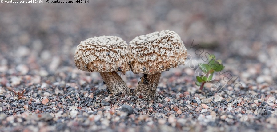 Kuva: Hietikkorisakaspari - Inocybe impexa hietikkorisakas risakas ...