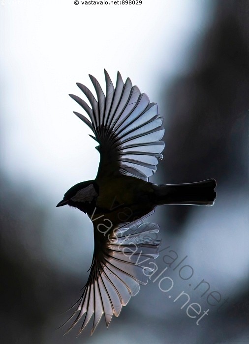 Kuva: Talitintin siluetti - talitiainen tiainen tiaiset lintu linnut ...