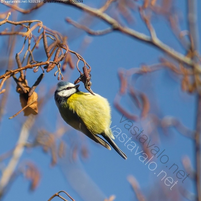Kuva: Sinitiainen - sinitiainen tiainen tiaiset lintu linnut luonto ...