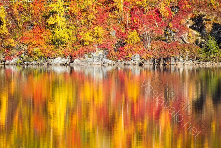 Kuva: Ruska - syksy syyskuu Lappi Utsjoki ruska luonto vihreä keltainen ...