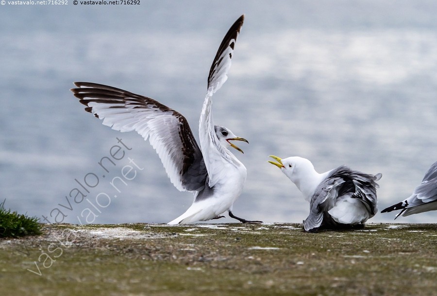 Kuva: Kajavat - Gamvik pikkukajava pikkukajavat kajava kajavat Rissa ...