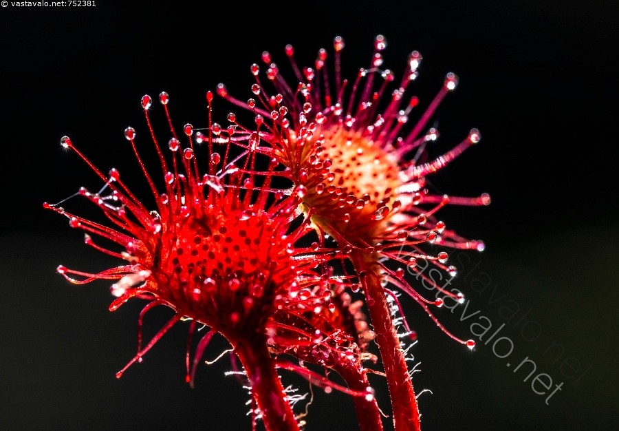 Kuva: Pyöreälehtikihokki - Hamina Piutula kesä kesäkuu kihokki kihokit ...