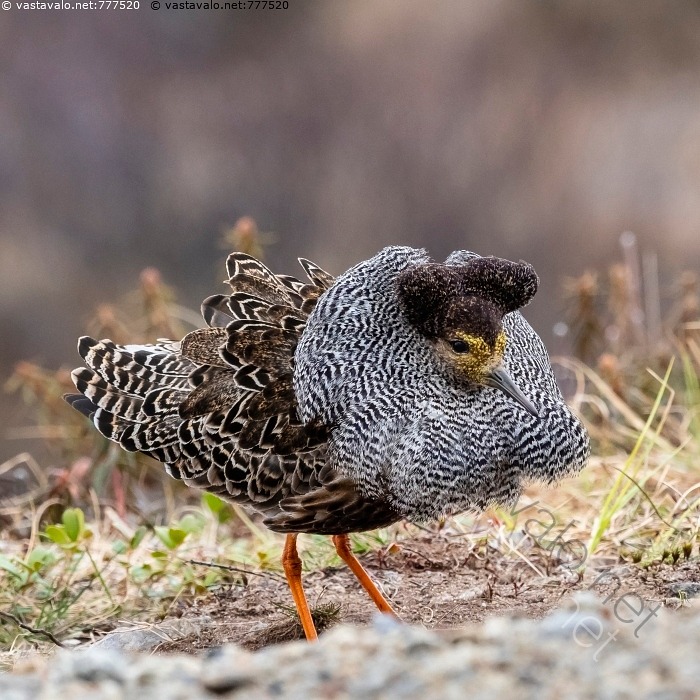 Kuva: Suokukko - suokukko Calidris pugnax kahlaaja lintu soidin värikäs ...