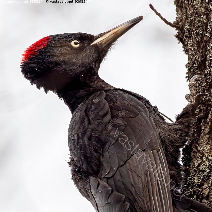 Kuva: Palokärki - palokärki Dryocopus martius tikka tikat tikkalaji ...