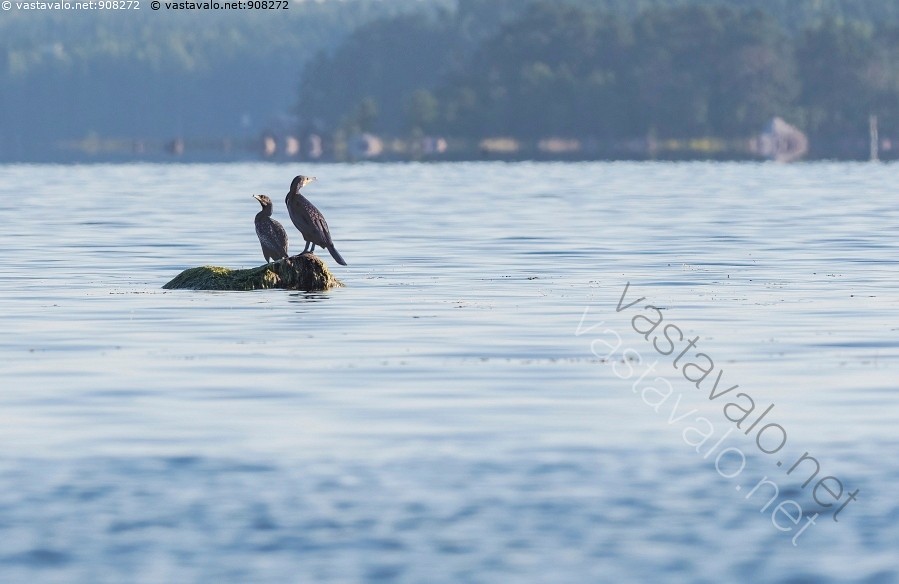 Kuva: Merimetsot - merimetso merimetsot lintu linnut sukeltaja ...
