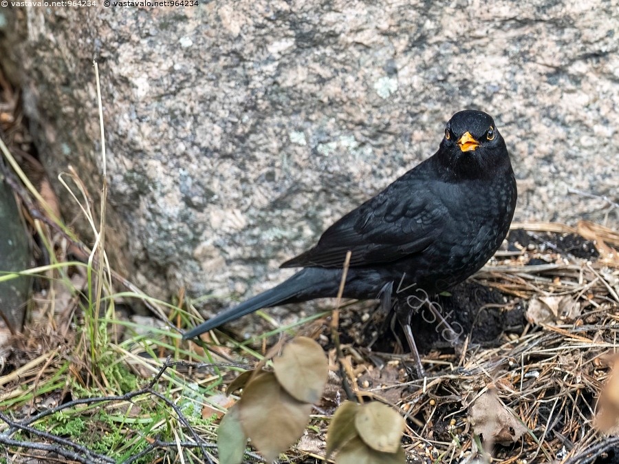 Kuva: Mustarastas - mustarastas rastas rastaat Turdus merula aikuinen ...