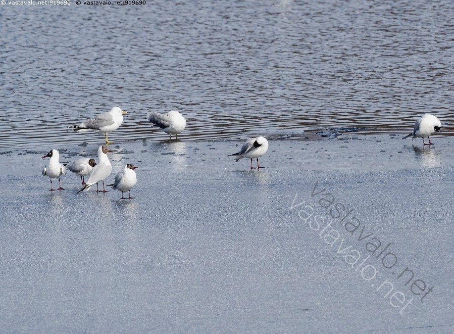 Kuva: Lokit jääkannella - lokki lokit naurulokki naurulokit kalalokki ...