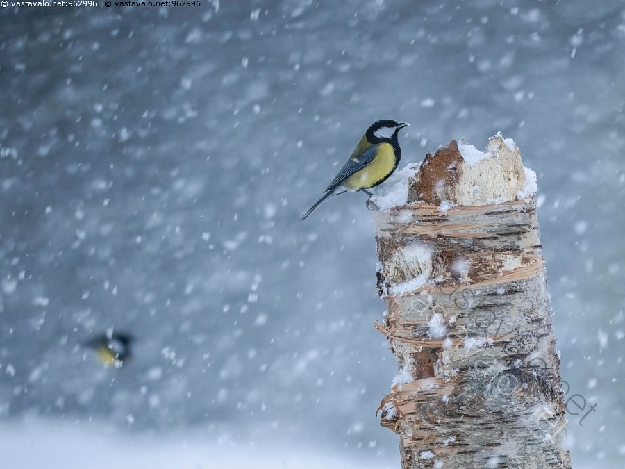 Kuva: Talitiainen - talitiainen tiainen tiaiset lintu linnut luonto ...